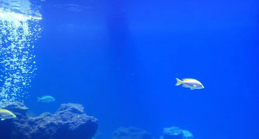 How to Tell If Your Aquarium Filter Is Working Properly